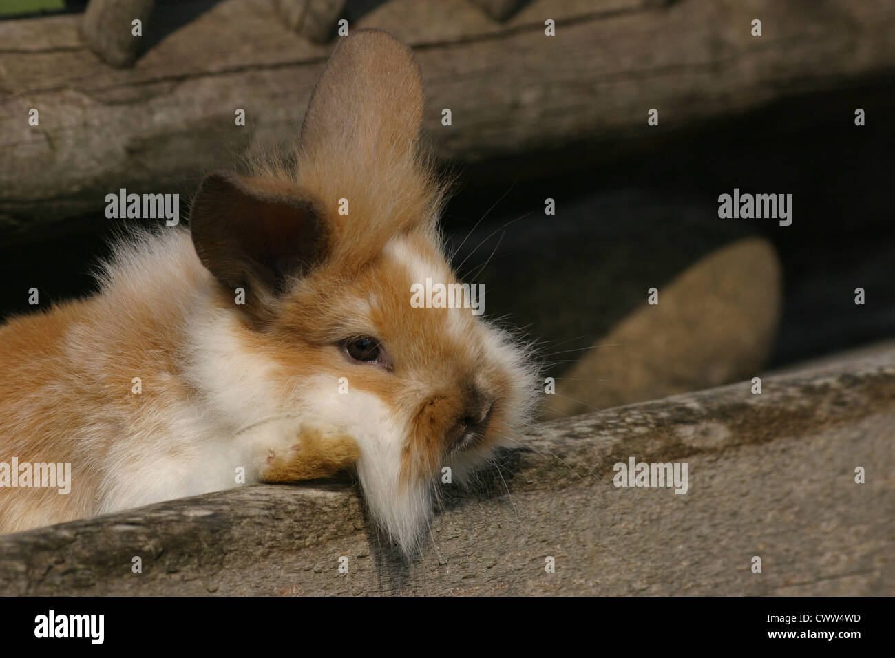 young pygmy bunny Stock Photo - Alamy