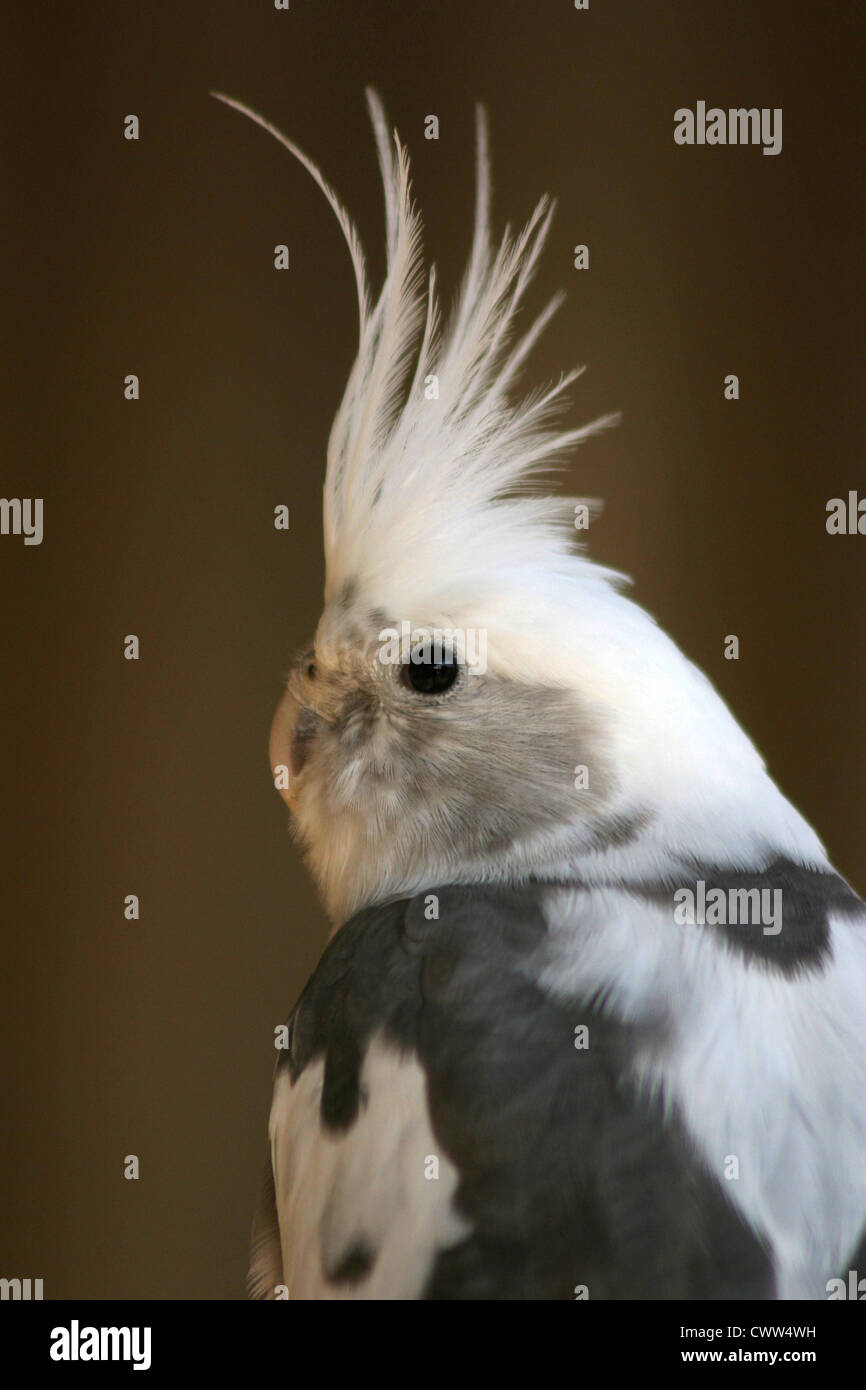 Weiro birds hi-res stock photography and images - Alamy