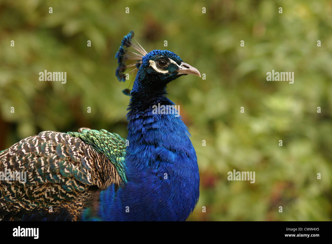 Peacock side view hi-res stock photography and images - Alamy