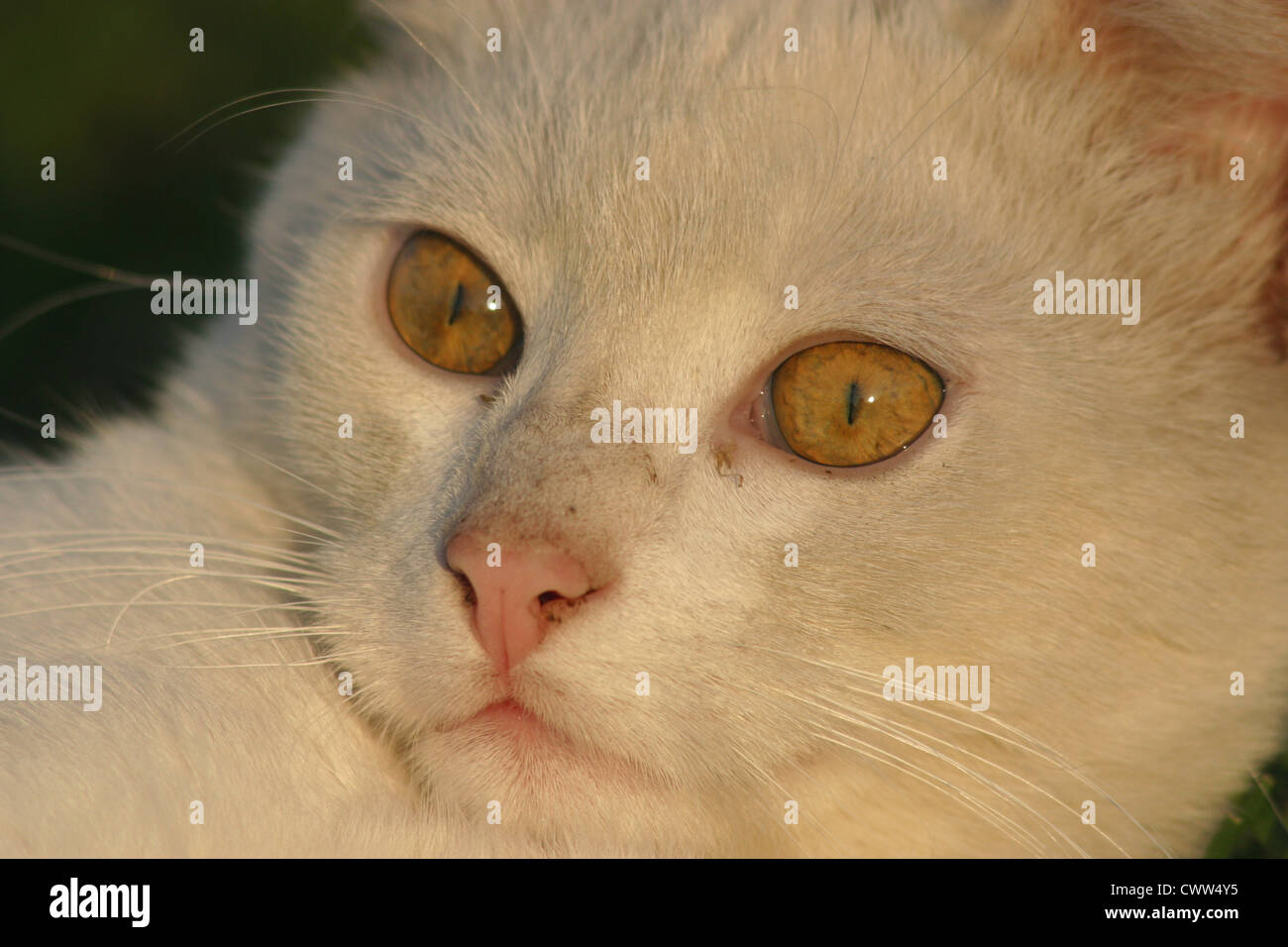 face of a domestic cat Stock Photo - Alamy