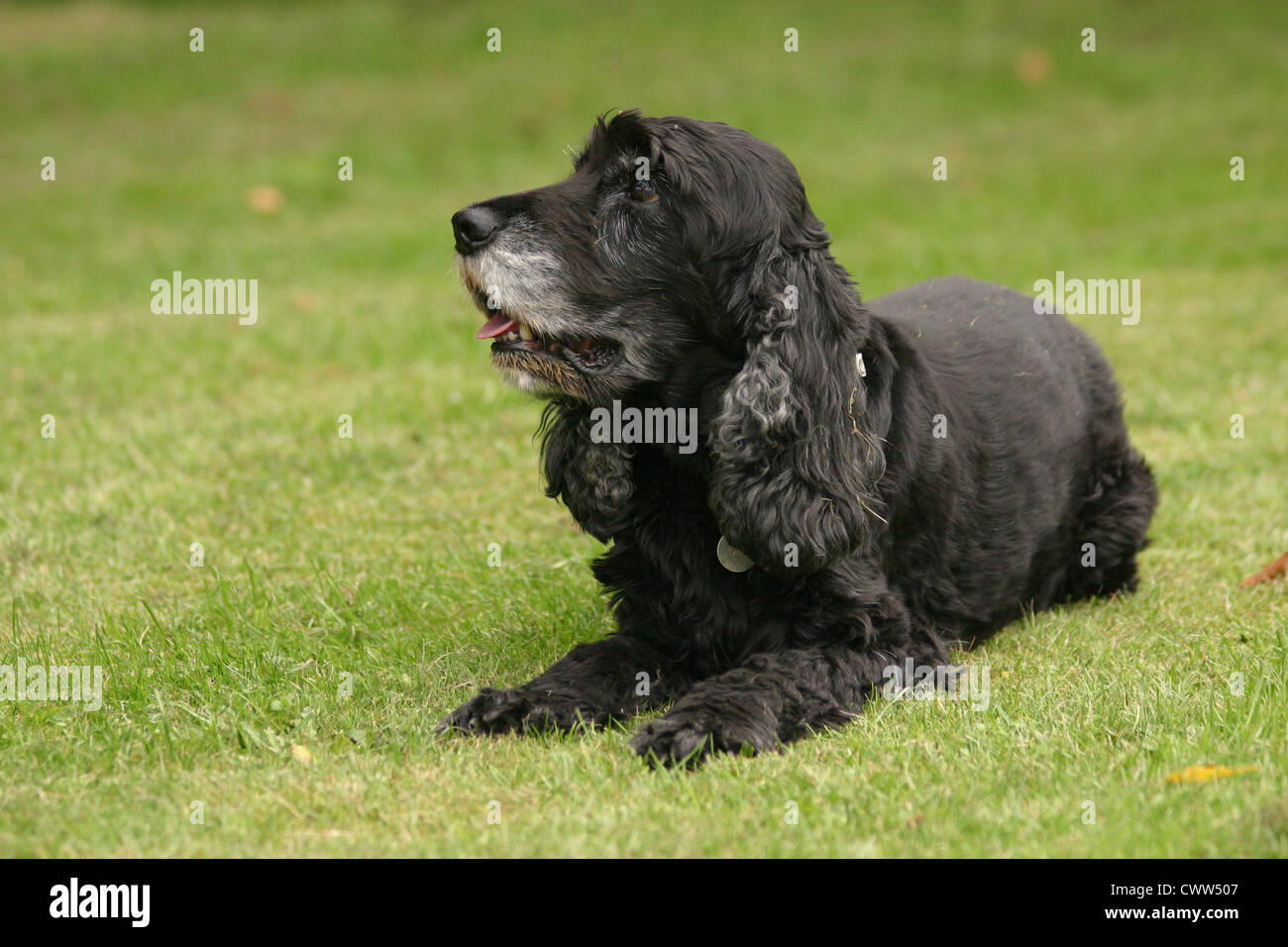 Senior cocker spaniel hi-res stock photography and images - Alamy