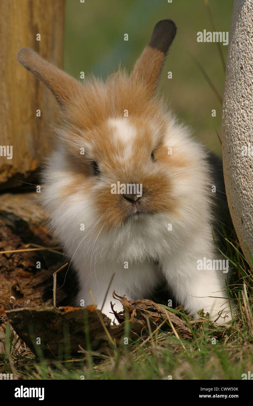 young pygmy bunny Stock Photo - Alamy