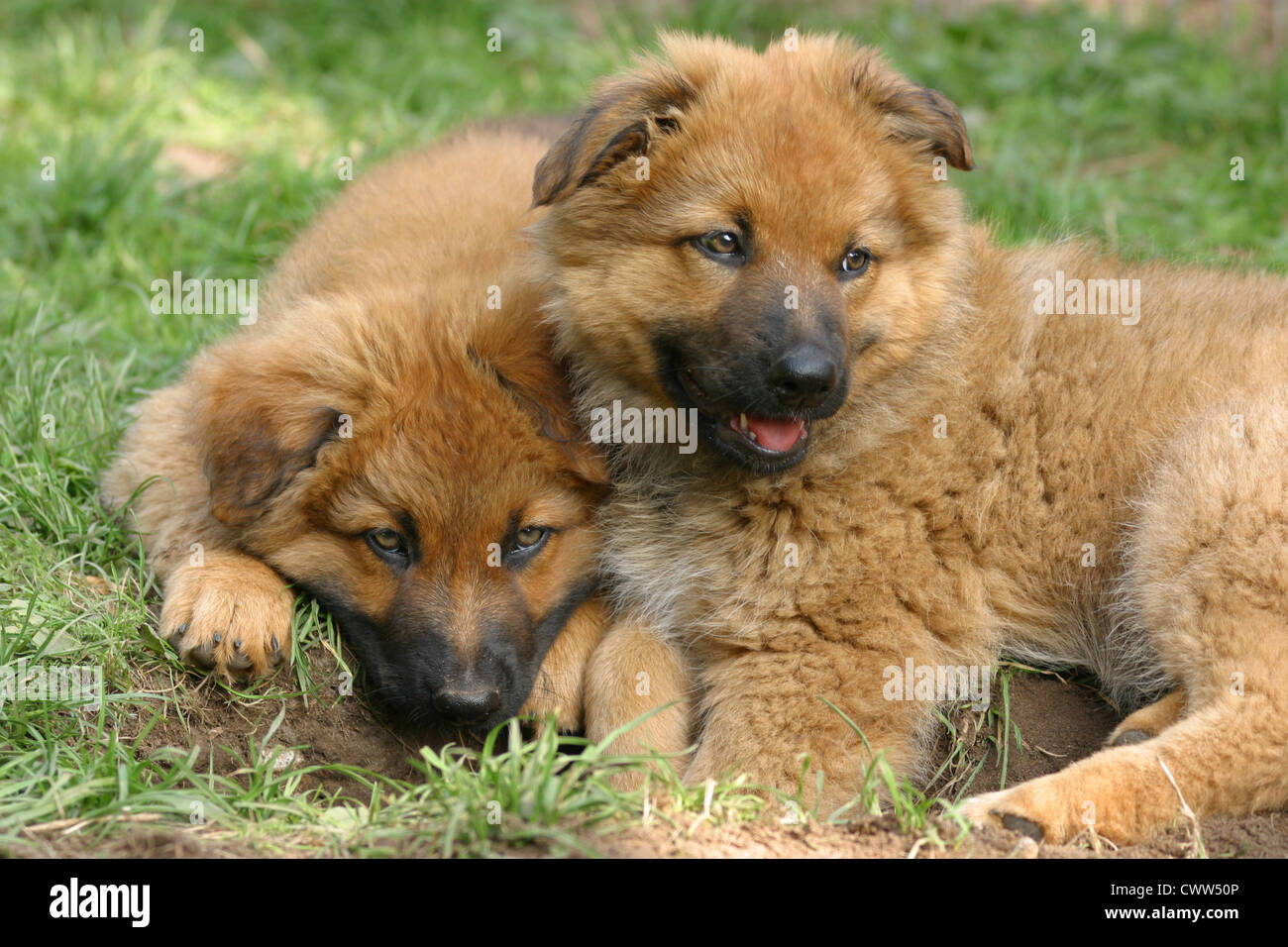 Harz Fox Puppy Stock Photo - Alamy