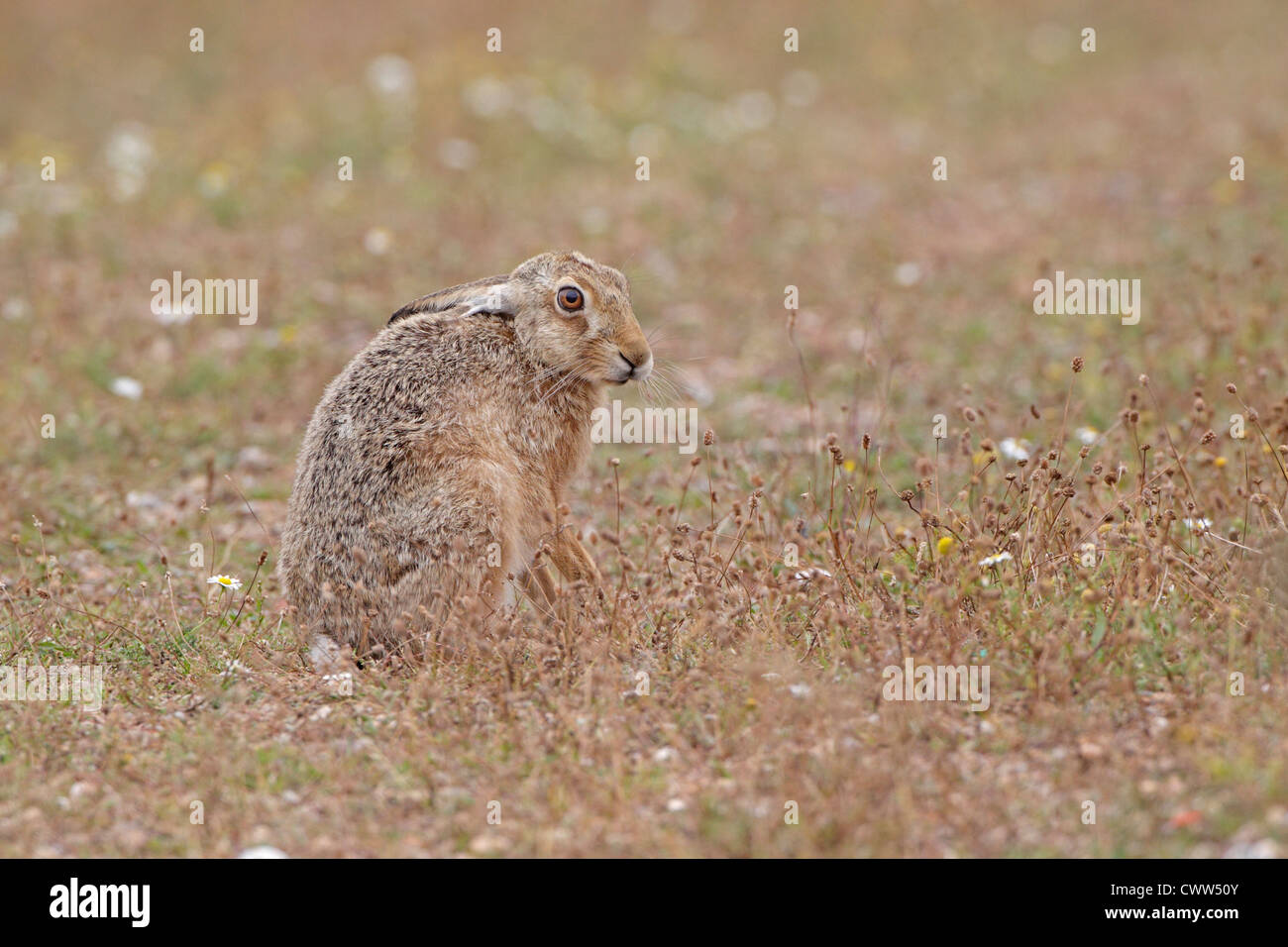 Brown Hare sitting on sand dune Stock Photo - Alamy