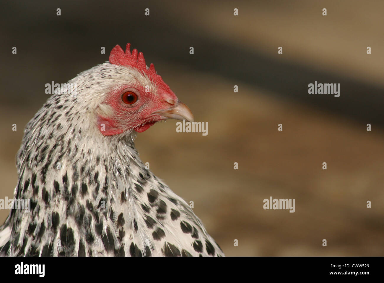 Bantam breeds hi-res stock photography and images - Alamy
