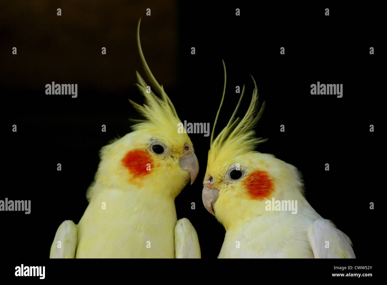 Two cockatiels hi-res stock photography and images - Alamy