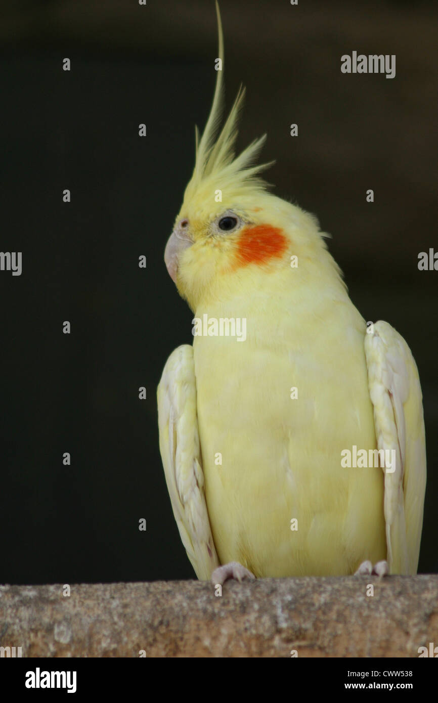 Weiro birds hi-res stock photography and images - Alamy