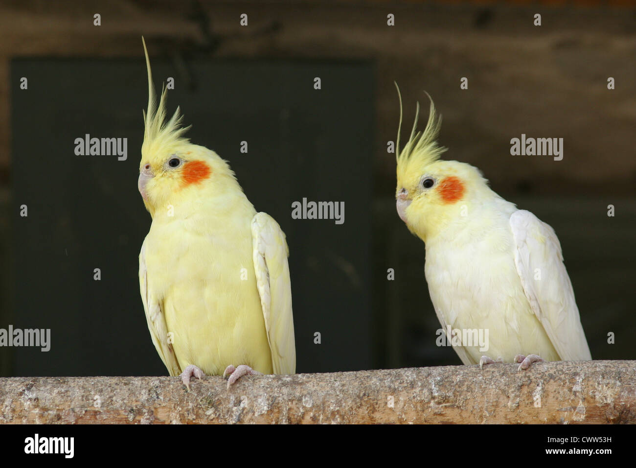 Two cockatiels hi-res stock photography and images - Alamy