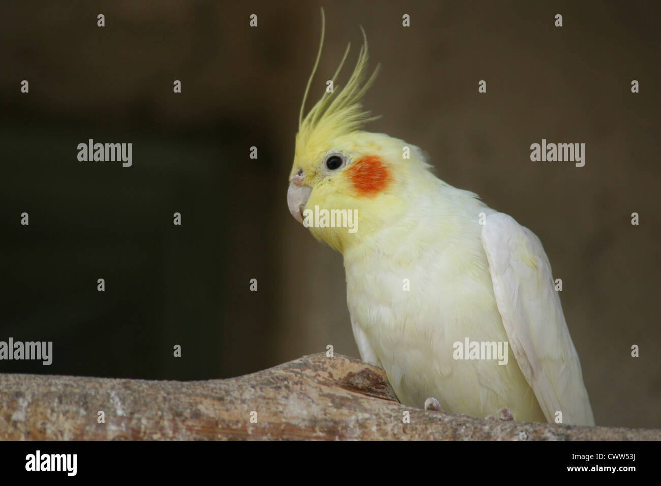 Cockatiel branch hi-res stock photography and images - Alamy