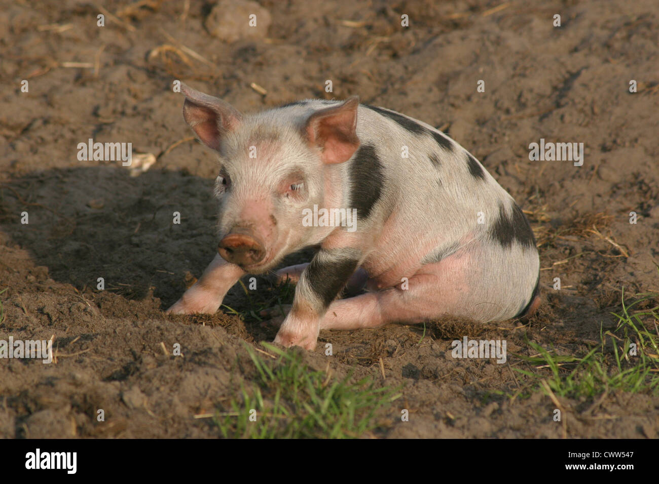 Porkling hi-res stock photography and images - Alamy