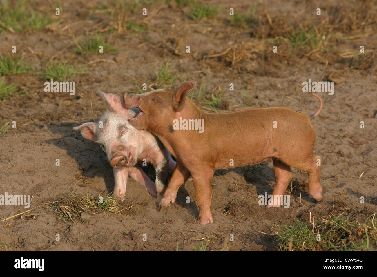 Pig sows playing hi-res stock photography and images - Alamy