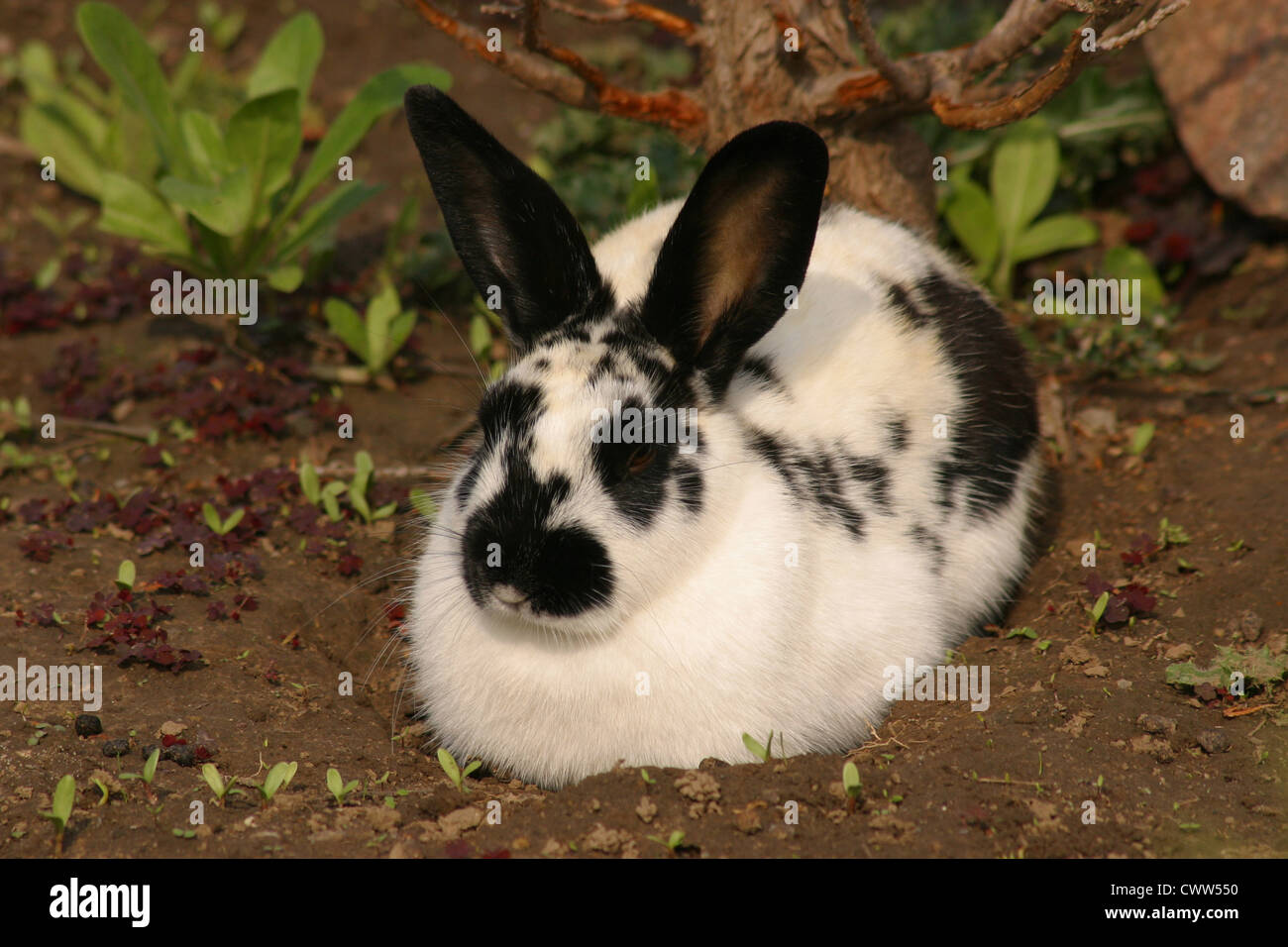 1 pointed hi-res stock photography and images - Alamy
