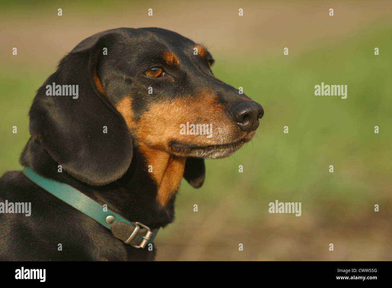 Teckel hunting hi-res stock photography and images - Alamy