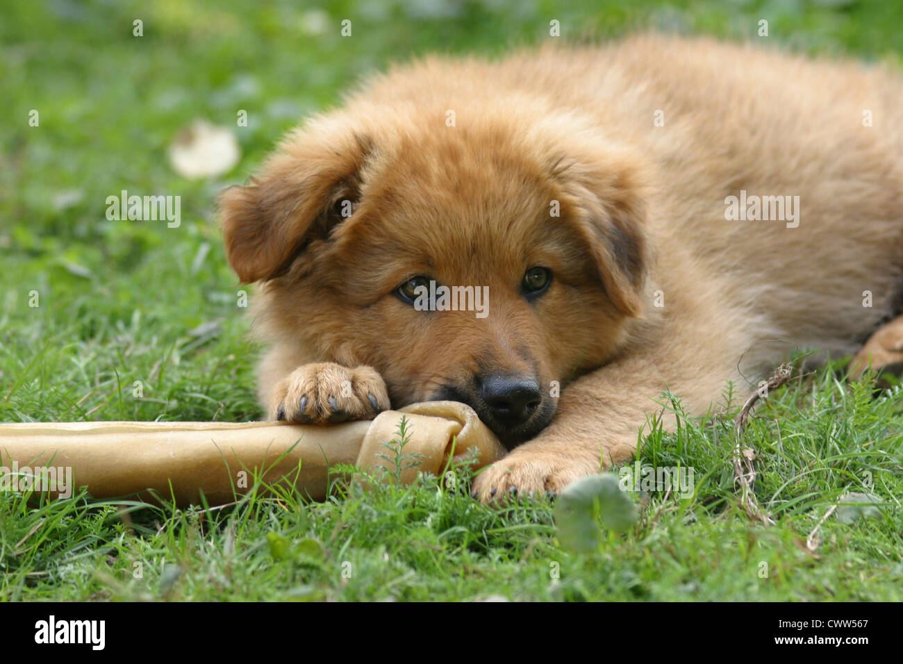 Red fox with bones hi-res stock photography and images - Alamy
