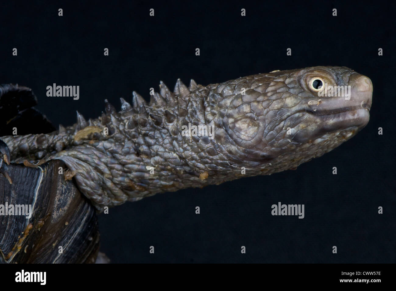 Spine-neck swamp turtle / Acanthochelys spixii Stock Photo - Alamy