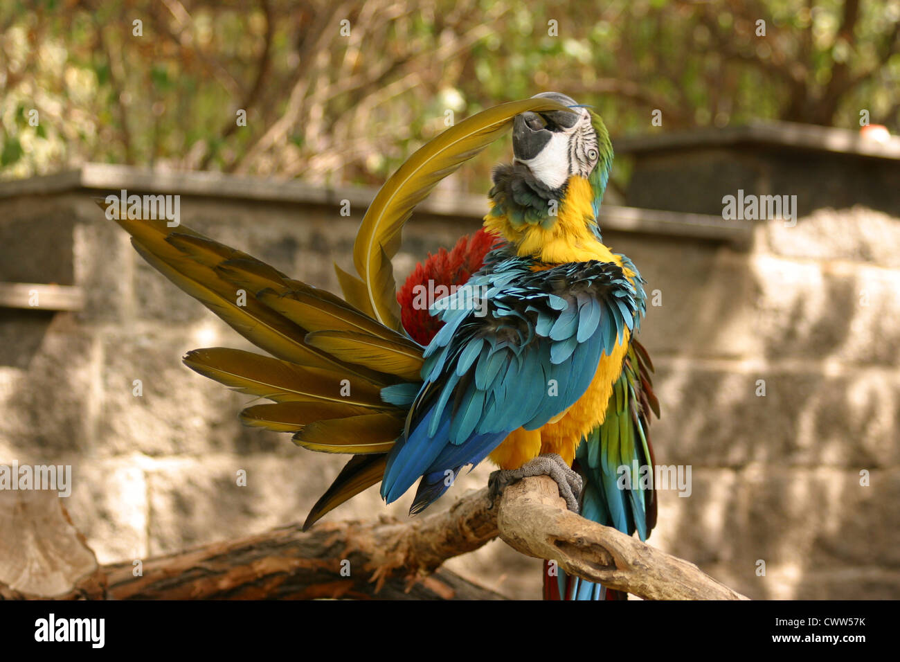 Aras birds hi-res stock photography and images - Alamy