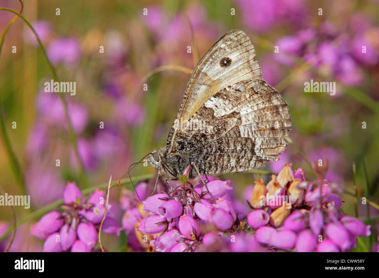 Grayling Butterfly feeding on heather Stock Photo - Alamy
