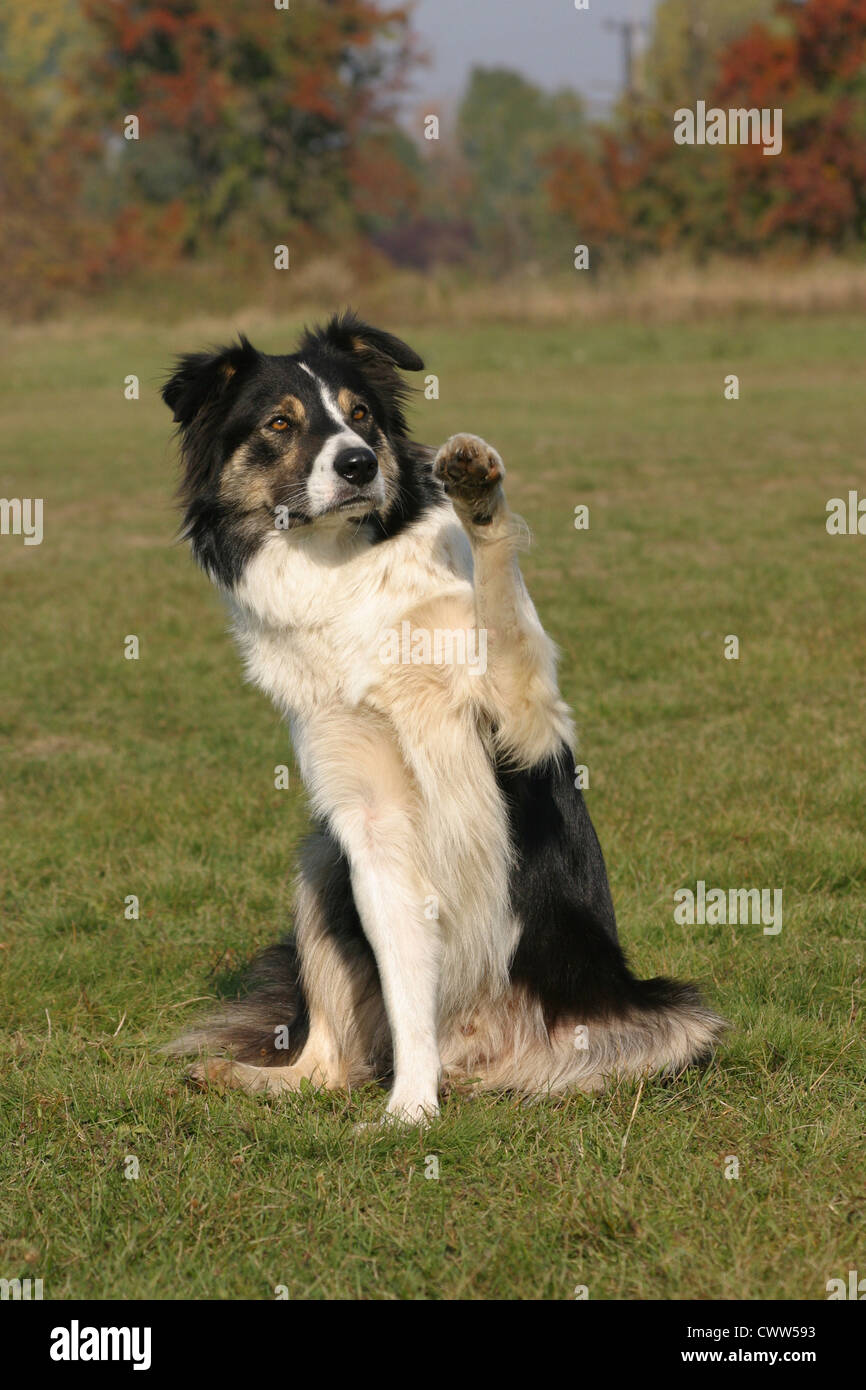 dog giving paw Stock Photo - Alamy