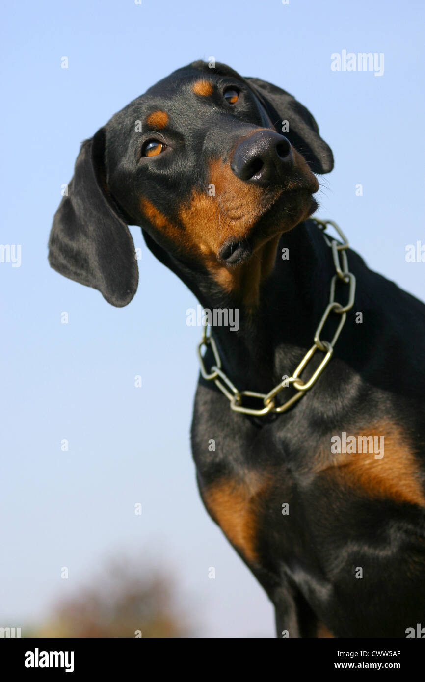 Doberman protection hi-res stock photography and images - Alamy
