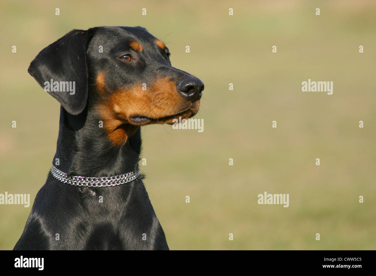 Doberman protection hi-res stock photography and images - Alamy