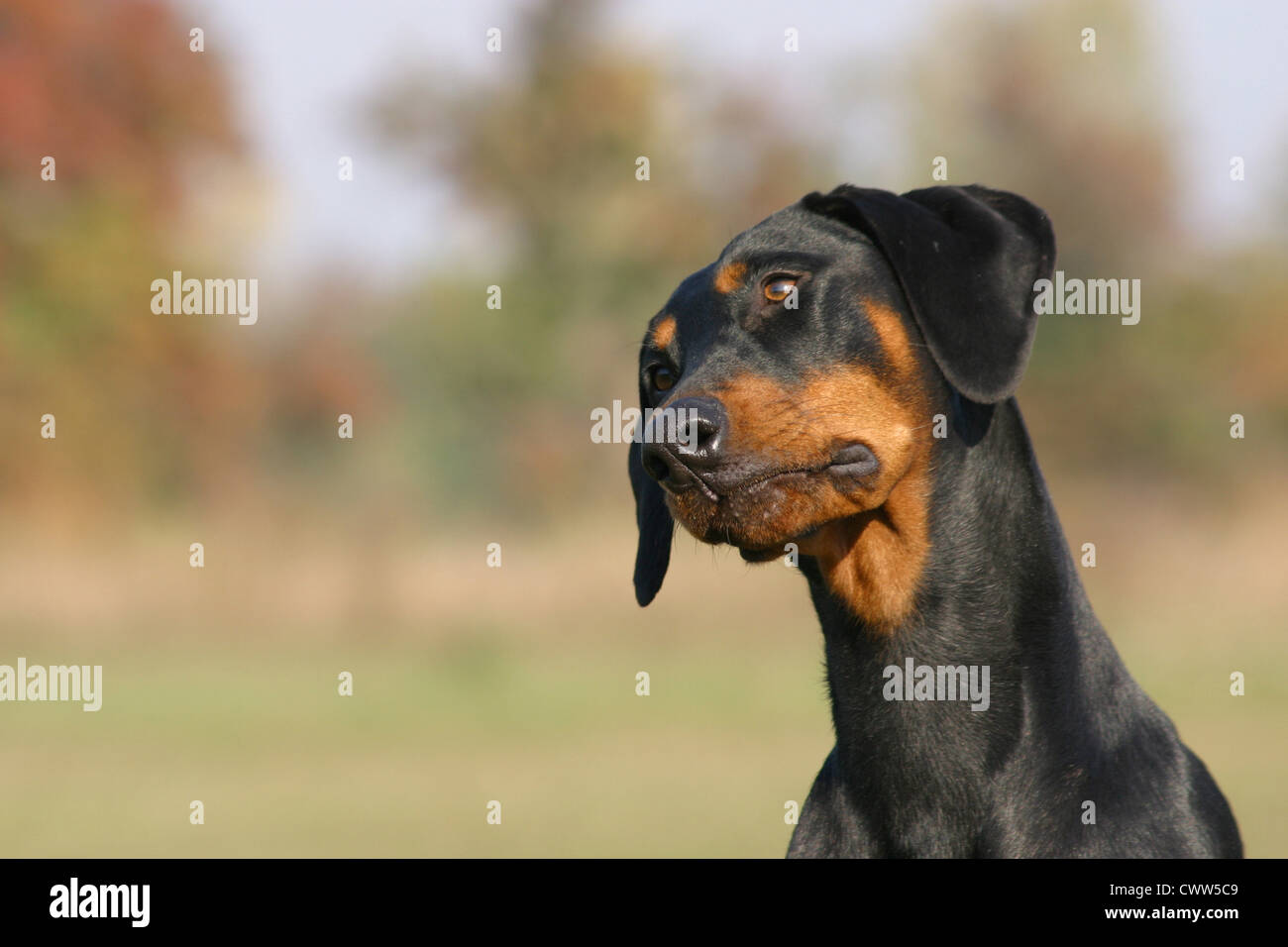 Doberman pinscher head profile hi-res stock photography and images - Alamy