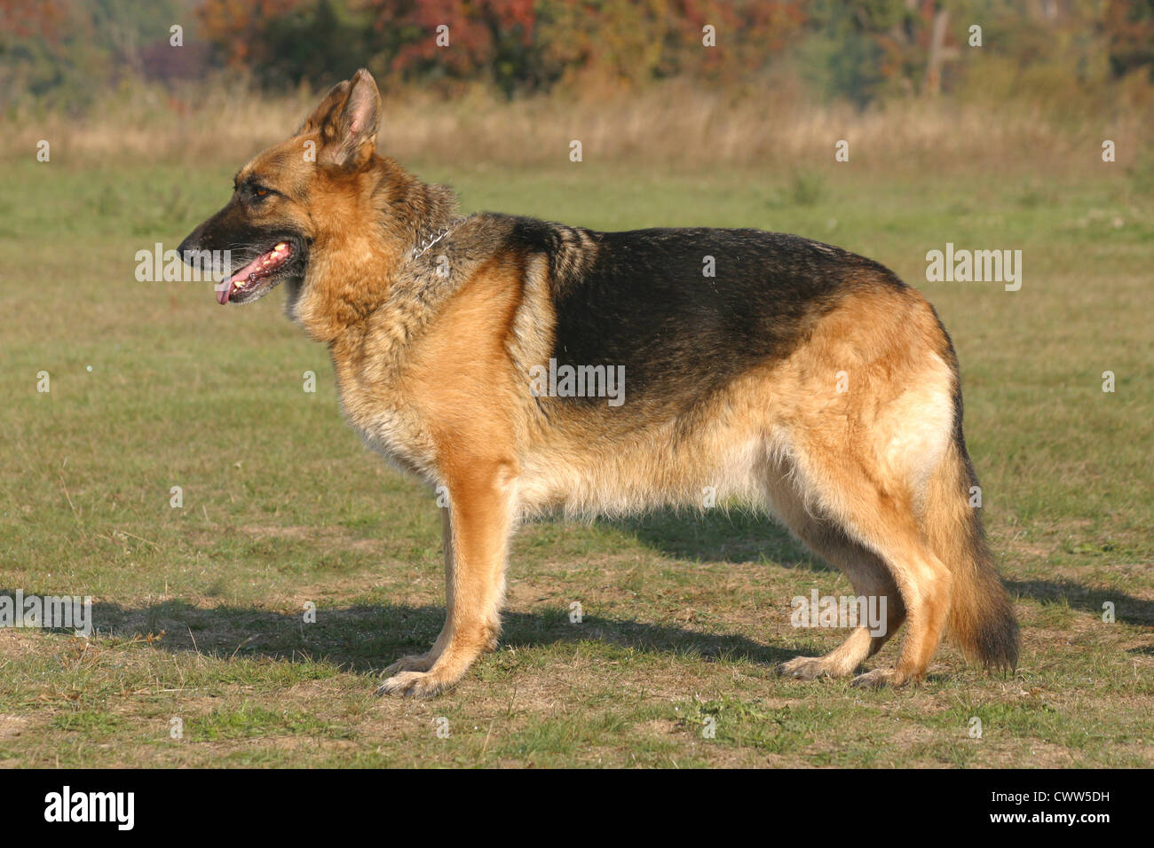 standing German Shepherd Stock Photo - Alamy
