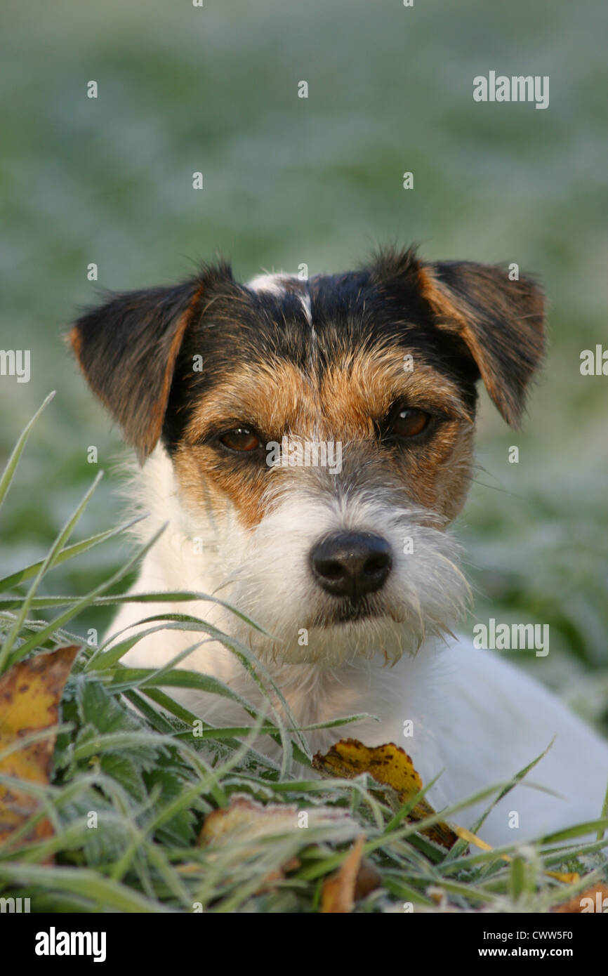 Parson Russell Terrier Portrait Stock Photo - Alamy