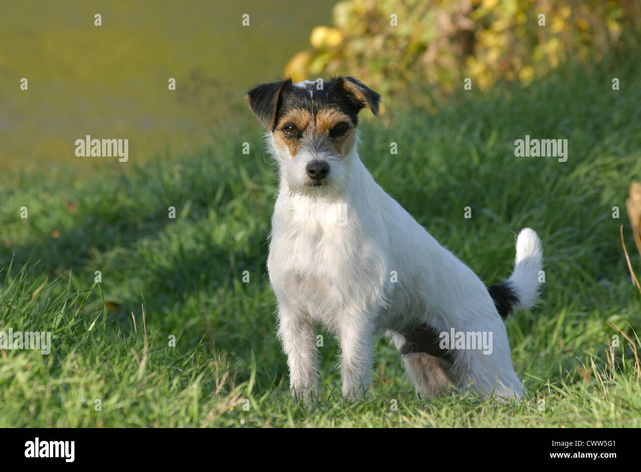 Parson Russell Terrier Stock Photo - Alamy