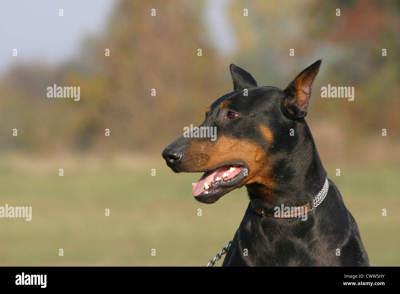 Doberman pinscher head profile hi-res stock photography and images - Alamy