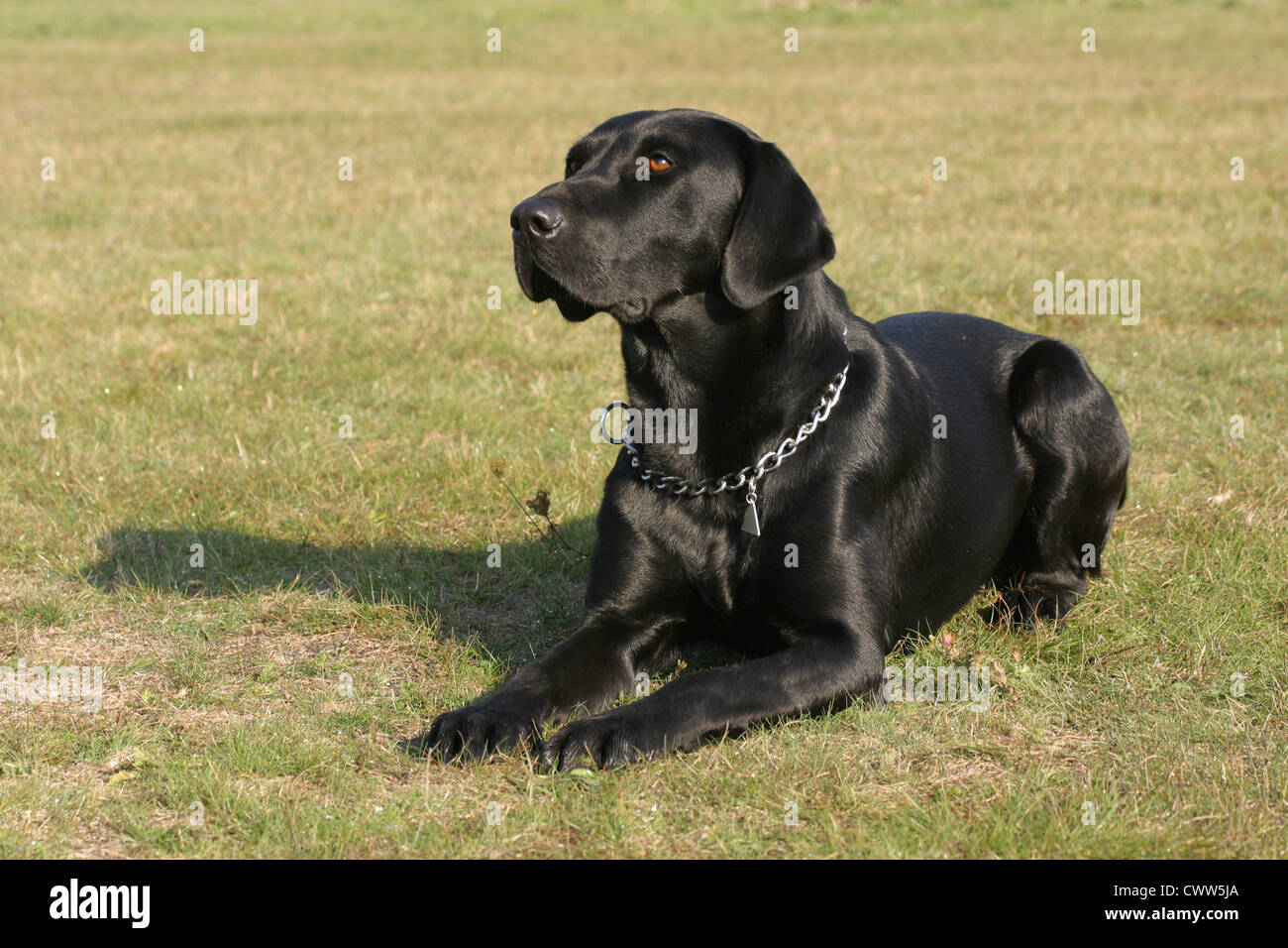 Ss retriever hi-res stock photography and images - Alamy