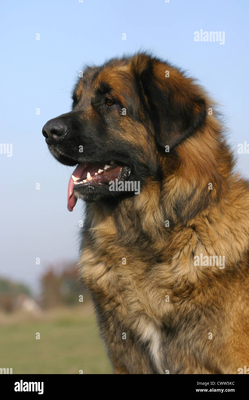 Leonberger profile hi-res stock photography and images - Alamy