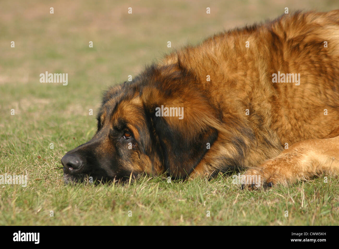 Leonberger profile hi-res stock photography and images - Alamy