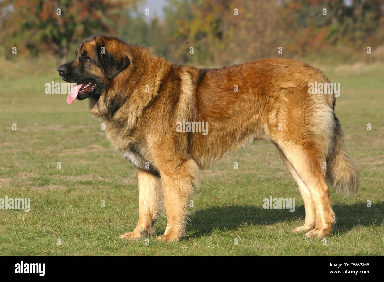 Leonberger profile hi-res stock photography and images - Alamy