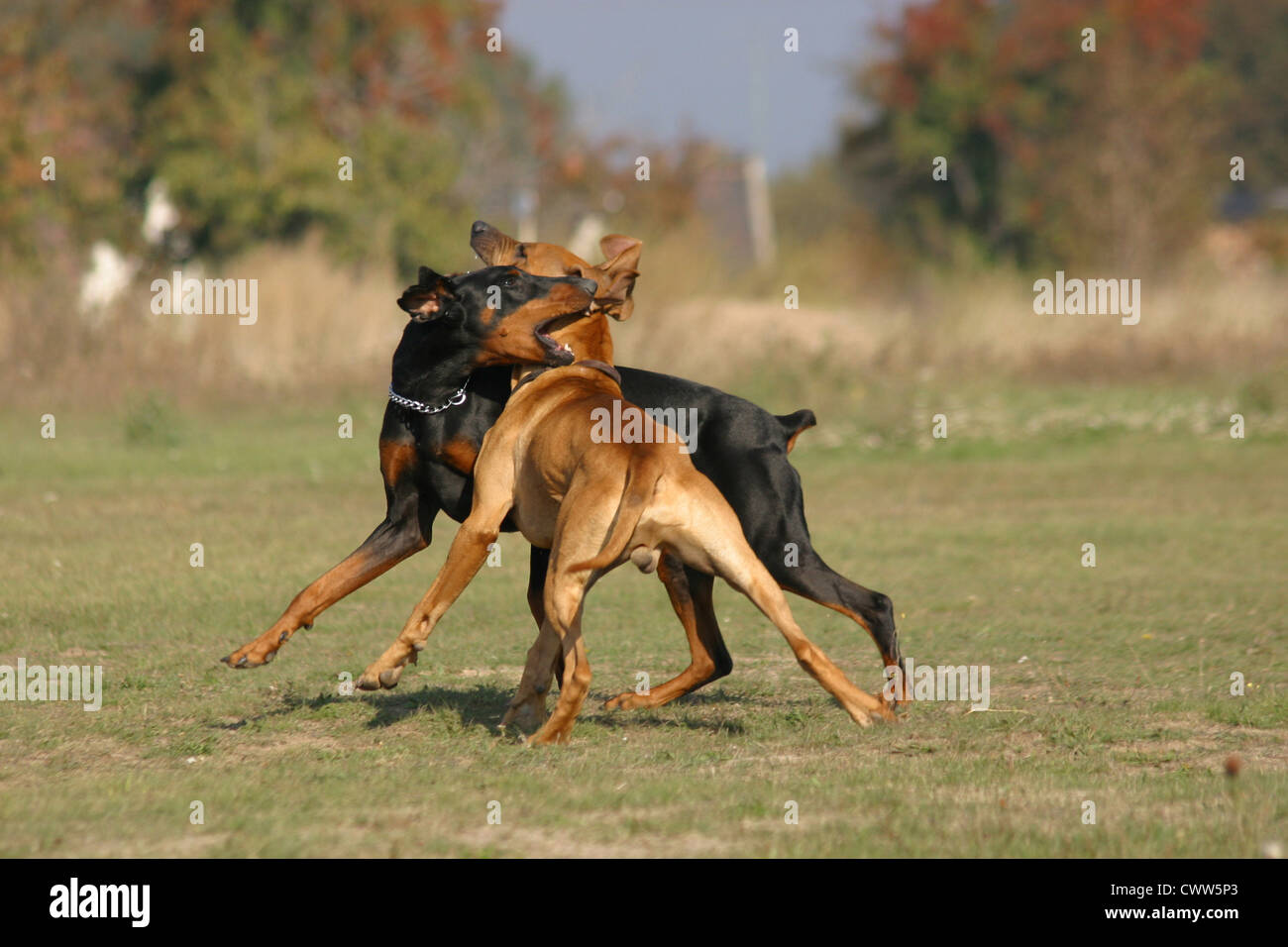 Doberman ridgeback hi-res stock photography and images - Alamy