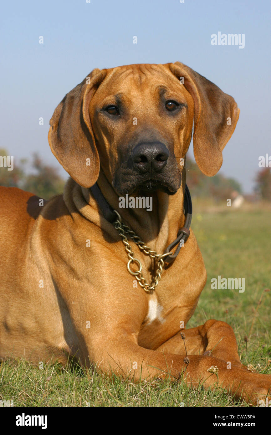 South african ridgeback hi-res stock photography and images - Alamy