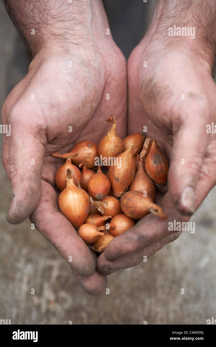 Baby onions in hands Stock Photo - Alamy