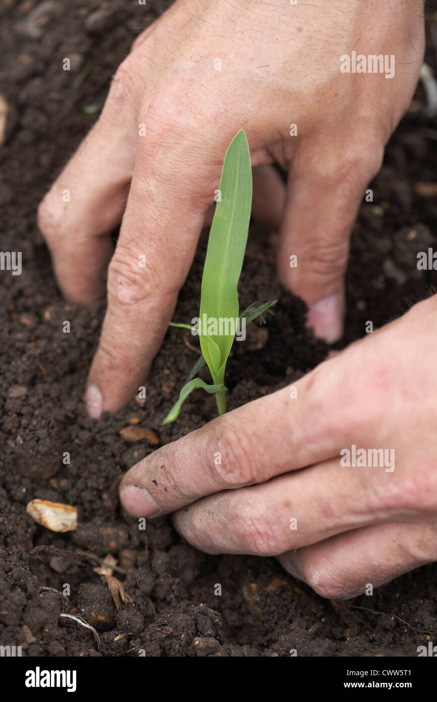 Man planting sweetcorn at allotment Stock Photo - Alamy