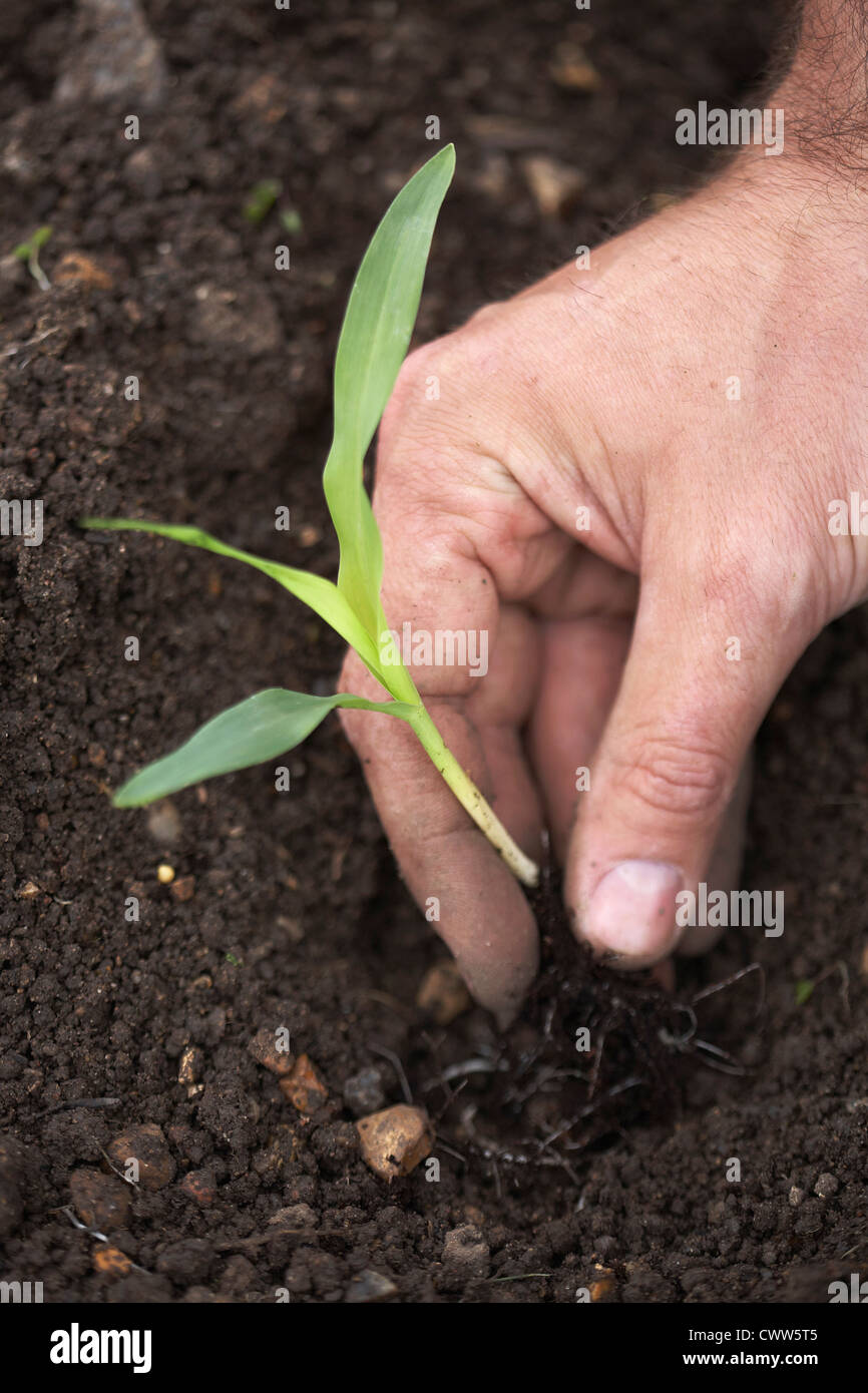 Planting sweet corn hi-res stock photography and images - Alamy