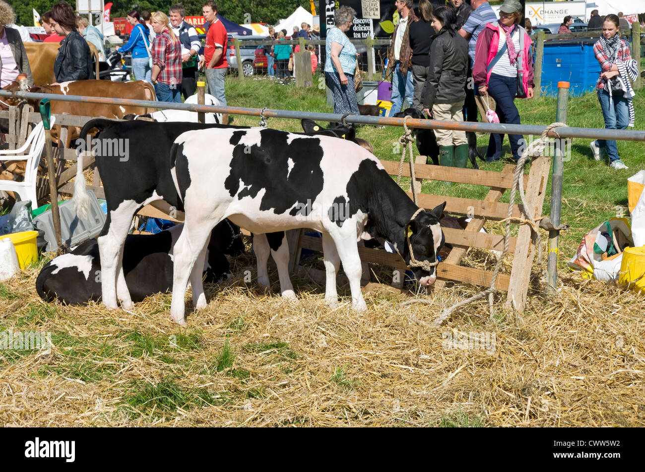 Calves young cows cow livestock at Egton Show in summer North York ...