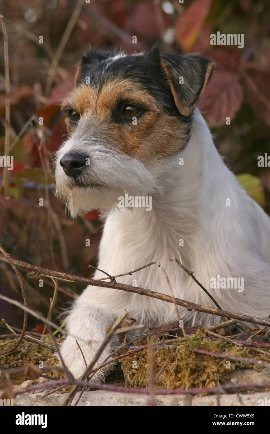 Parson Russell Terrier Stock Photo - Alamy