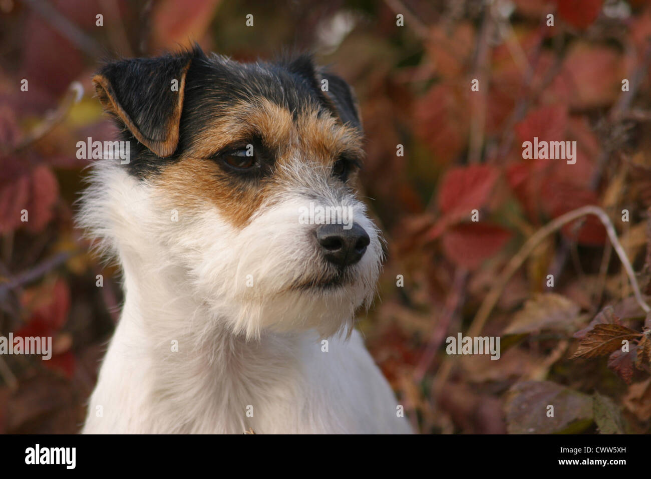 Parson Russell Terrier Stock Photo - Alamy