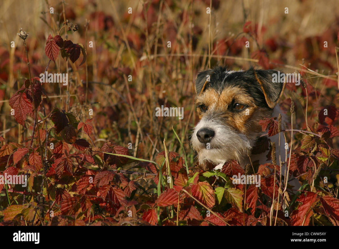 Parson Russell Terrier Stock Photo - Alamy