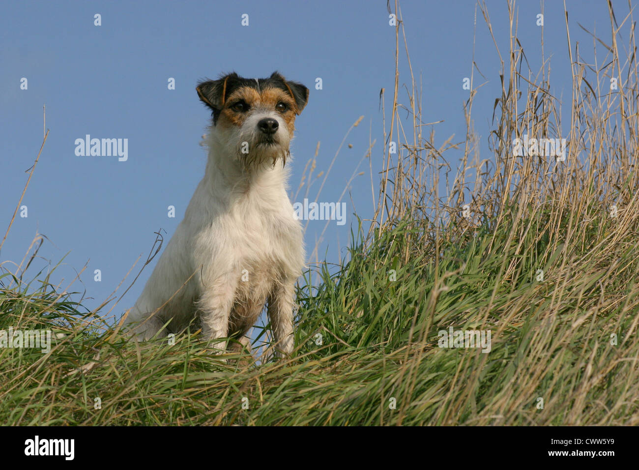 Parson Russell Terrier Stock Photo - Alamy