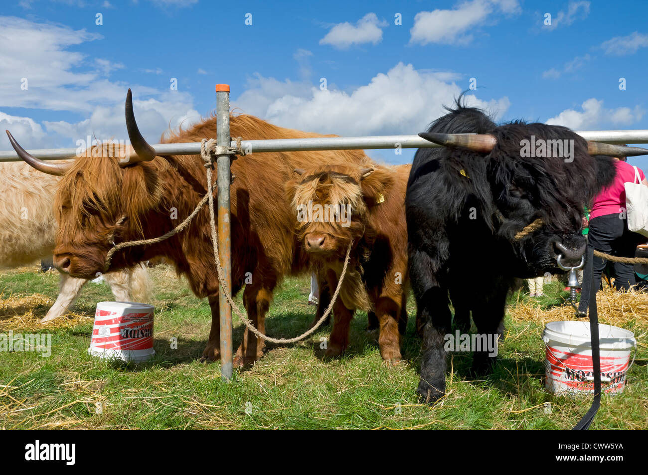 Close up of Highland cattle cow cows at Egton Show in summer North York ...