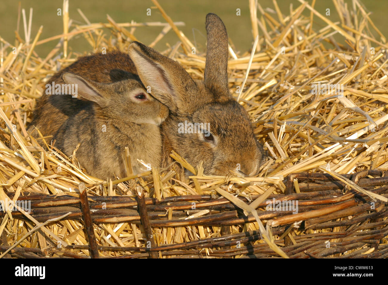 Rabbit mother babies hi-res stock photography and images - Alamy