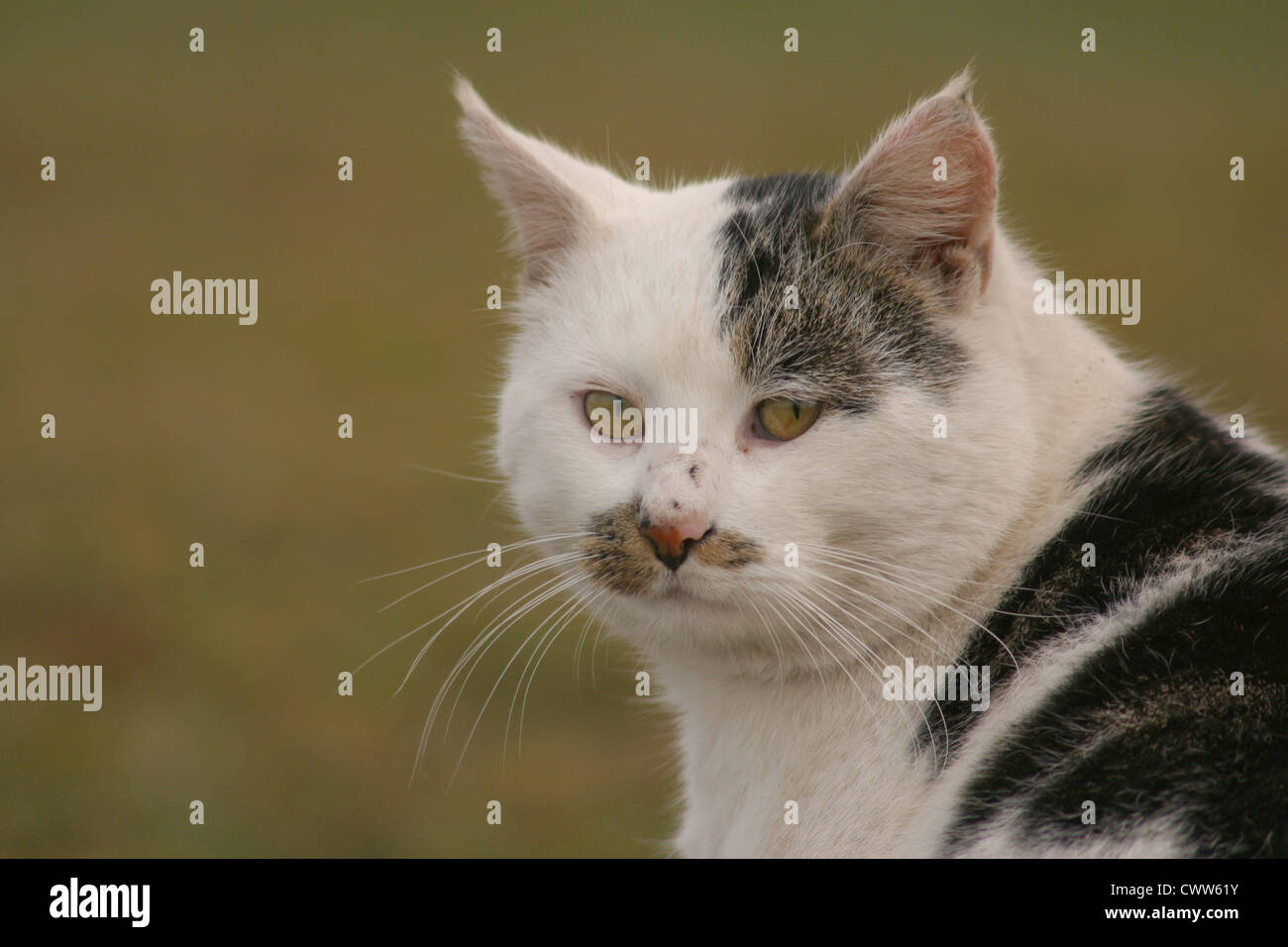 Piebald cats hi-res stock photography and images - Alamy