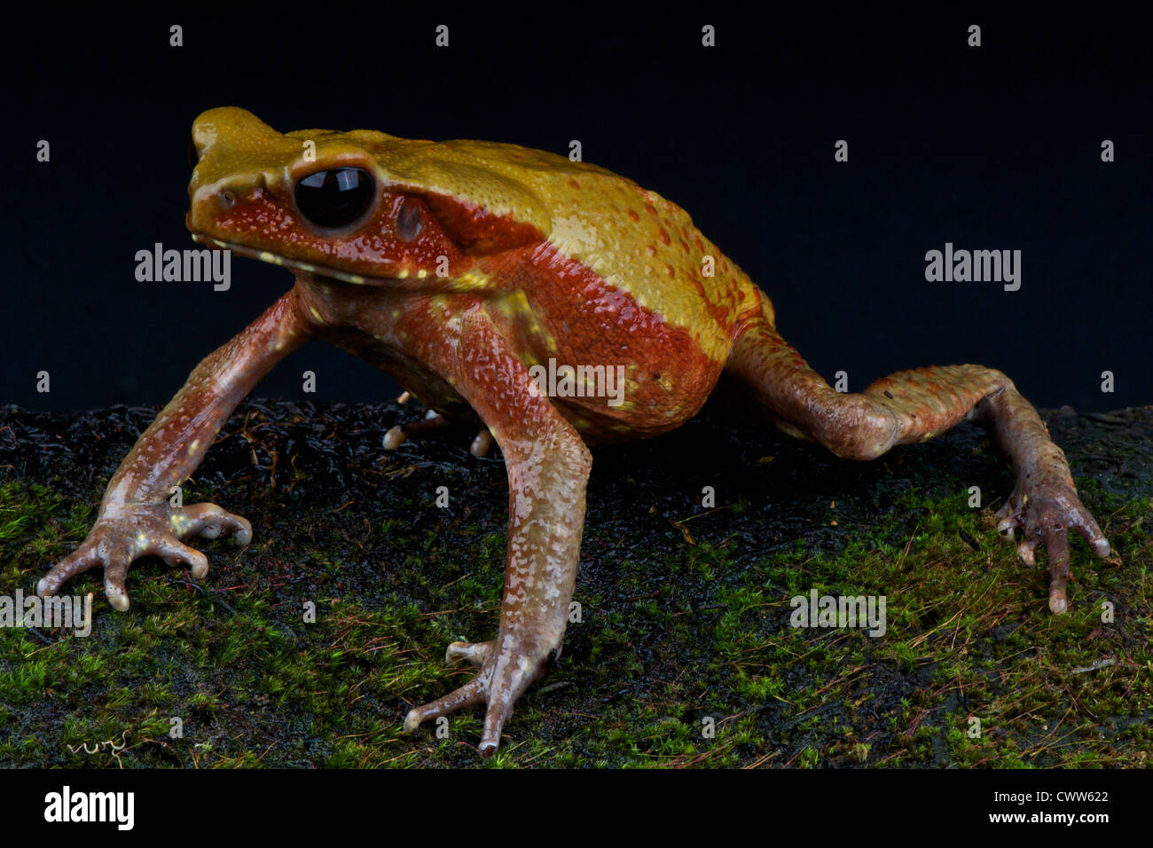 Sapo dorado hi-res stock photography and images - Alamy