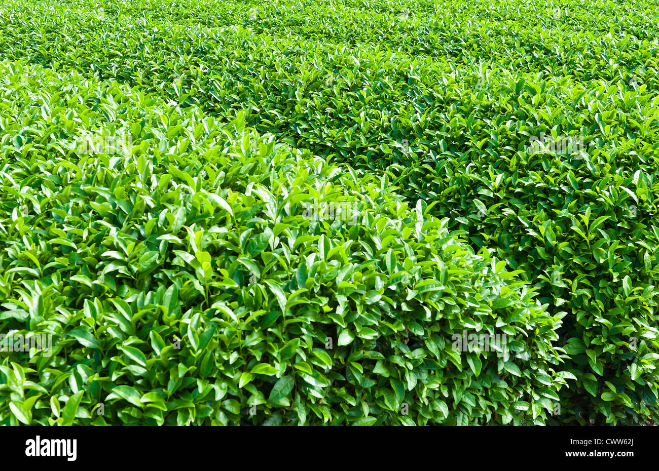 Beautiful fresh green tea plantation at Nihondaira, Shizuoka - Japan ...