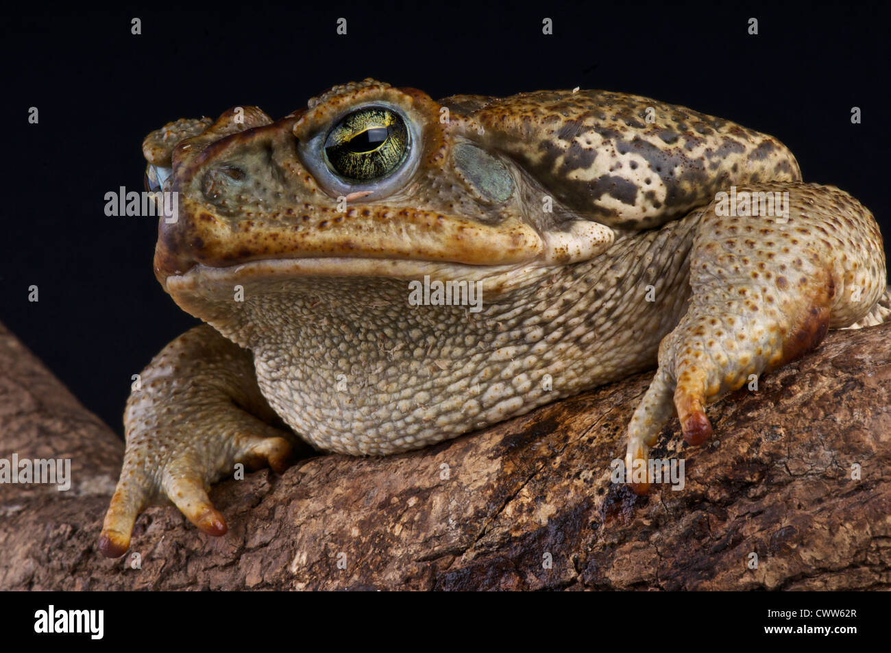 Amphibian toad american hi-res stock photography and images - Alamy