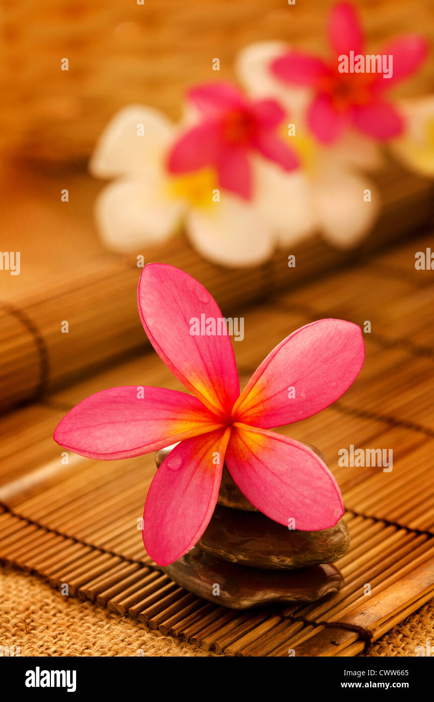 Tropical spa with Frangipani flowers in low lighting, suitable for spa ...